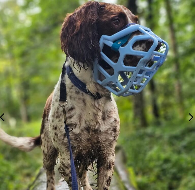 The Muzzle Movement Dog Muzzles - CAM Online Shop
